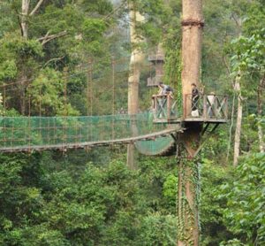 Danum Valley - Jungle experience of a lifetime | BORNEOGURU